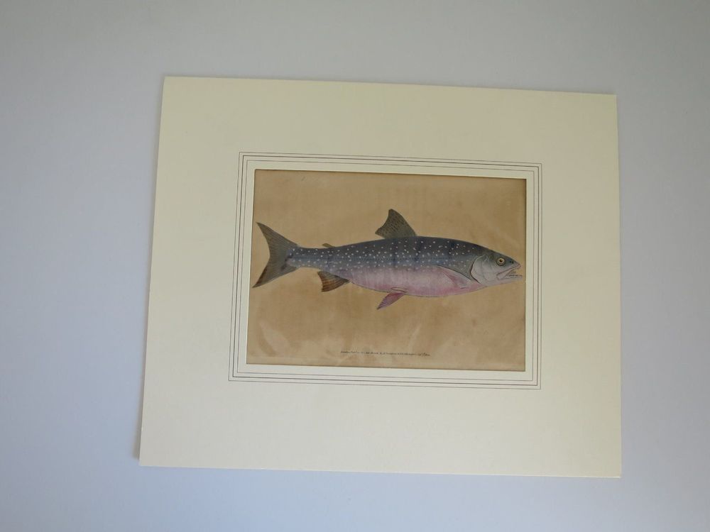 Fisch. Antiker Stich handkoloriert 1804 (Gebraucht) in Zürich für CHF ...
