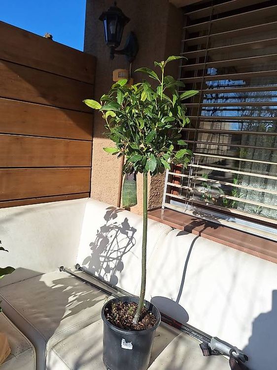 Lorbeer / Laurus Nobilis | Kaufen auf Ricardo