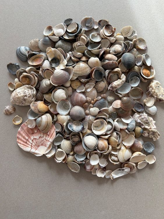 Muscheln (Gebraucht) in Neu St.Johann für CHF 8 – mit Lieferung auf ...