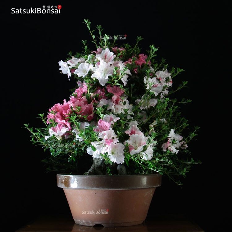 Azalea Satsuki ab 1.- | Kaufen auf Ricardo