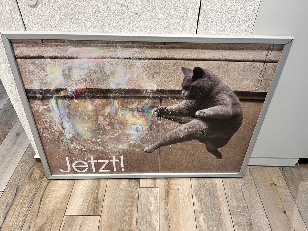 Katzenbild mit Rahmen Fluffy cat (Gebraucht) in Bonstetten für CHF 1 ...