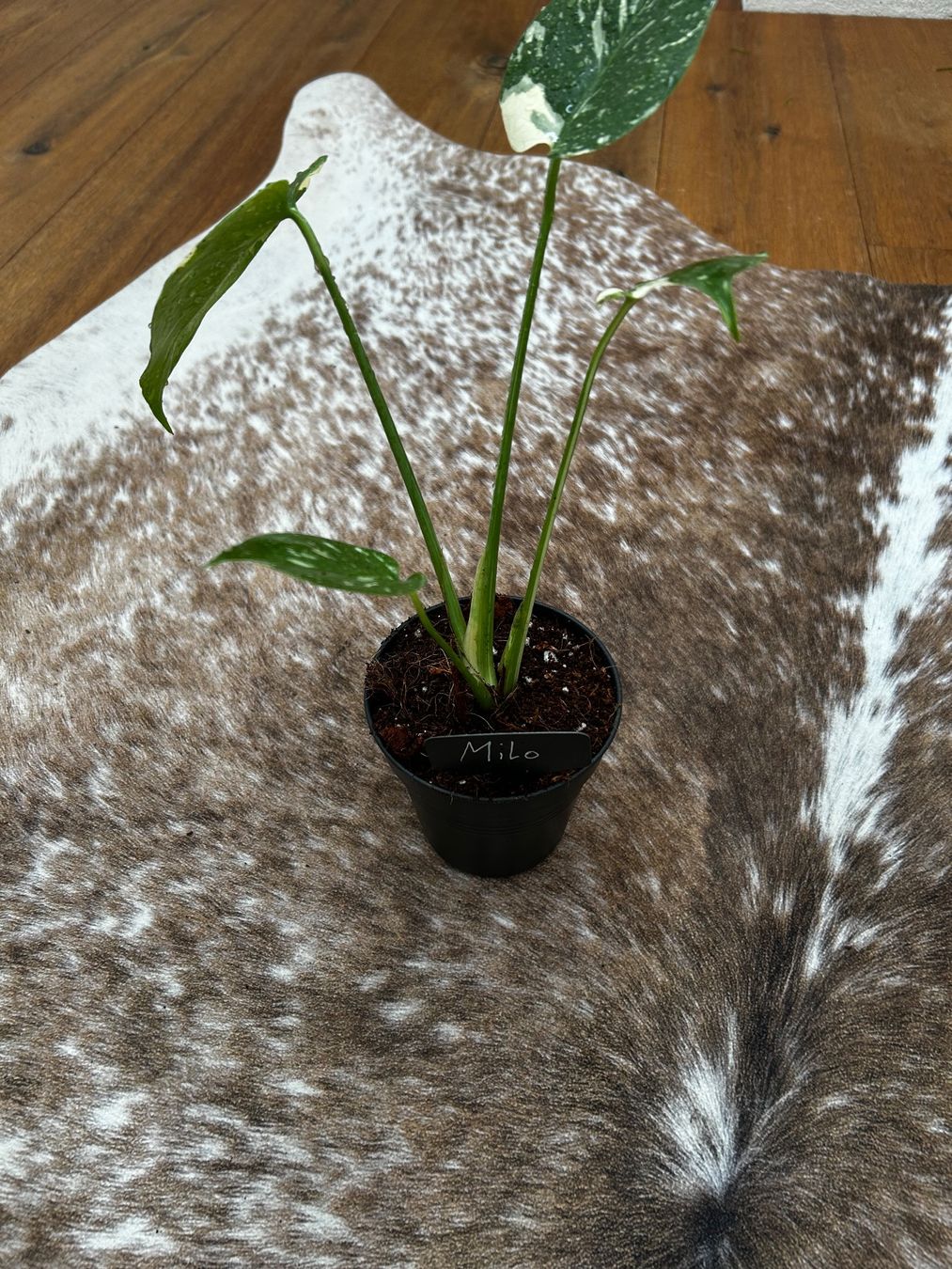 Monstera Thai Constellation💚 (Gebraucht) in Wattwil für CHF 30 – mit ...
