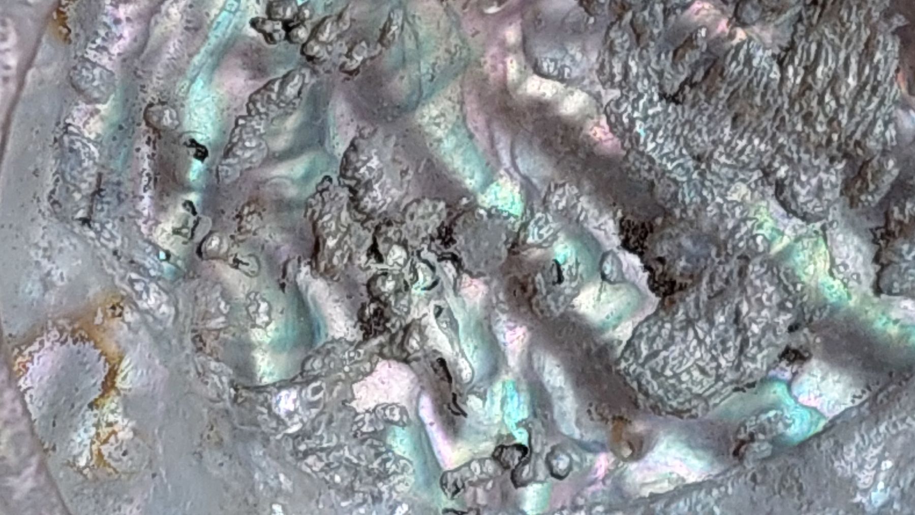 Robuste Riesen-Muschel ca. 15x12x4 cm / Gewicht : 138 gr. (Gebraucht ...