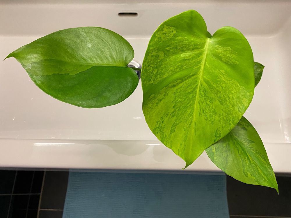 Monstera deliciosa variegata GoG (Neu (gemäss Beschreibung)) in Zürich ...