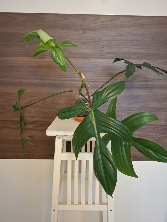 Philodendron Florida Green Pflanze in Hydrokultur (Neu (gemäss ...