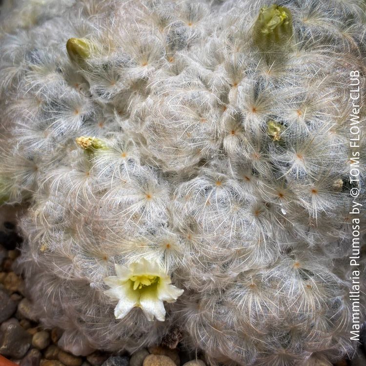 Mammillaria Plumosa - wie aus flauschigen Wolken gemacht (Neu und originalverpackt) in Adliswil ...