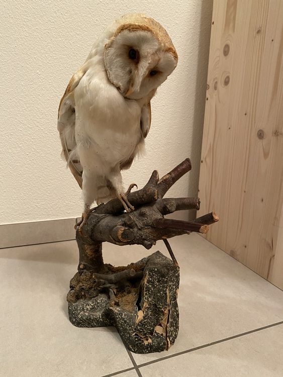 Eule Kaufen Preis