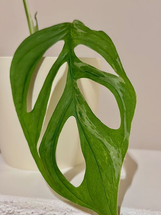 Monstera adansonii variegata klein (Gebraucht) in Zürich für CHF 10 ...