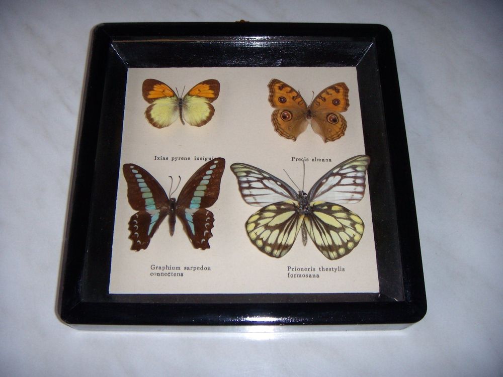 4 !! echte Schmetterlinge , hinter Glas (Gebraucht) in Schwarzenbach SG für CHF 32 – mit ...