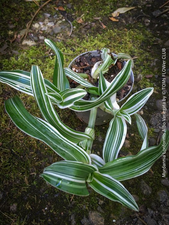 Murdannia Loriformis Albo Variegata - Schönheit in Weiss (Neu und ...
