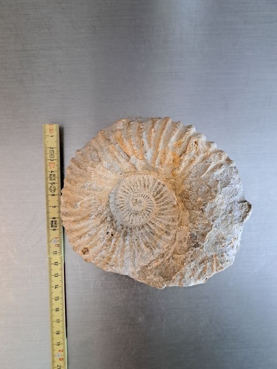 Fossilien Sammlung Ammoniten, Mosasaurus-Zahn und mehr (Gebraucht) in ...