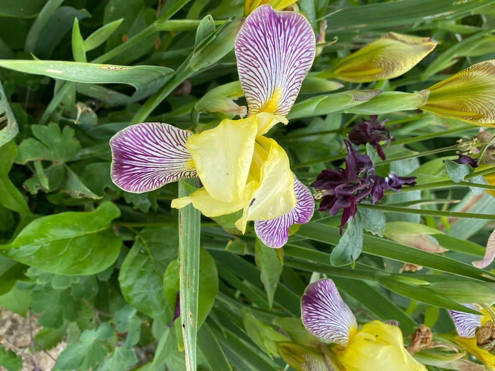 Iris | Kaufen auf Ricardo