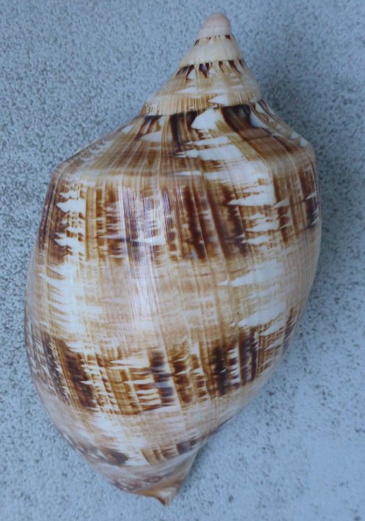 CYMBIOLA MAGNIFICA,SEHR SELTEN,TOP 23 CM | Kaufen auf Ricardo