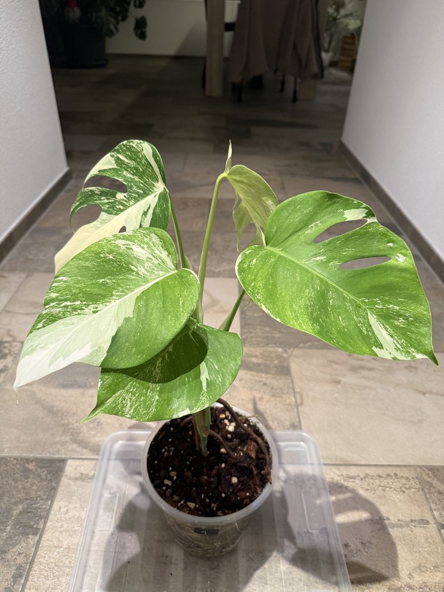 Luxus Monstera Variegata Samen Bild