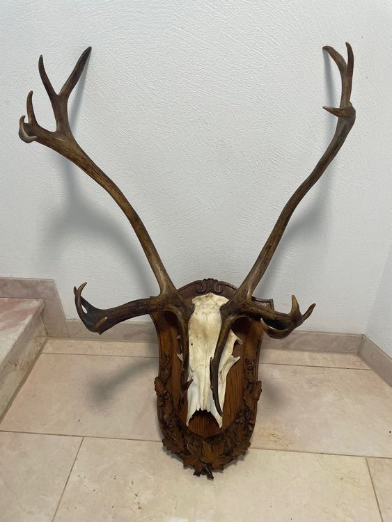 Jagdtrophäe "Hirsch" (Gebraucht) in Frenkendorf für CHF 130 – nur ...