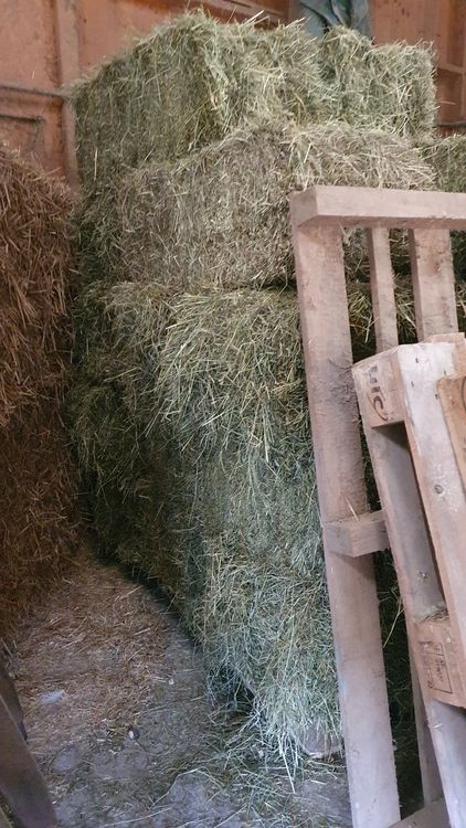 Heu / Emd (Neu (gemäss Beschreibung)) in Weggis für CHF 13.5 – nur ...