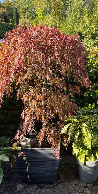 Japanischer Achorn 200 am (Gebraucht) in Wollerau für CHF 200 – nur ...