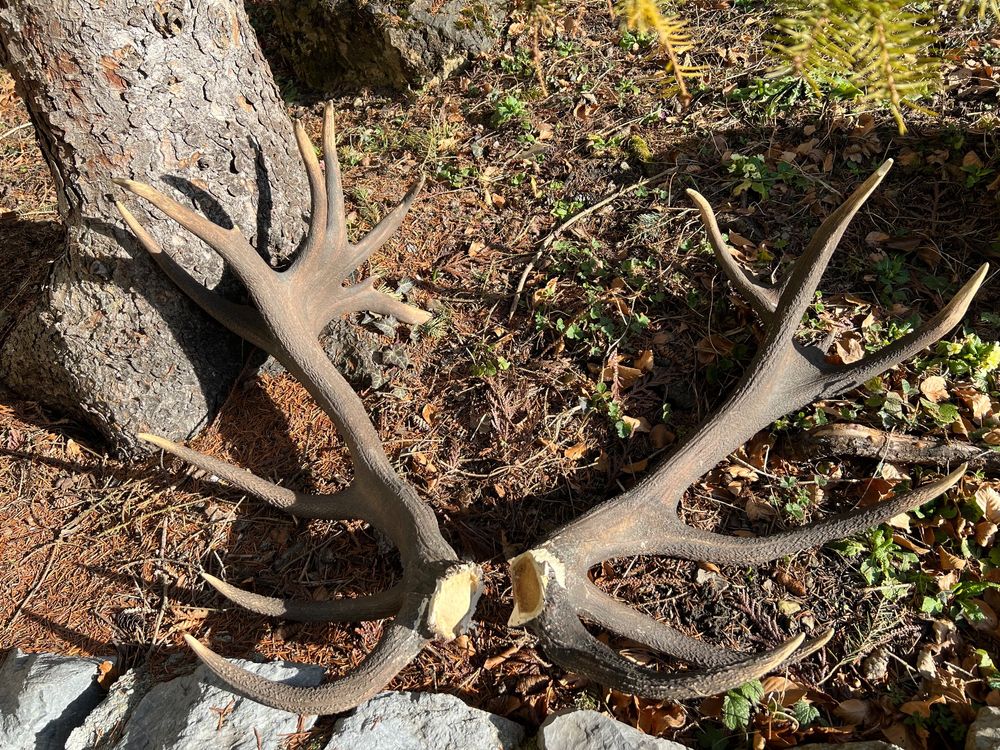 Hirsch Geweih Geweih-Stangen riesiger 18-ender (Gebraucht) in Vaduz für CHF 130 – mit Lieferung ...