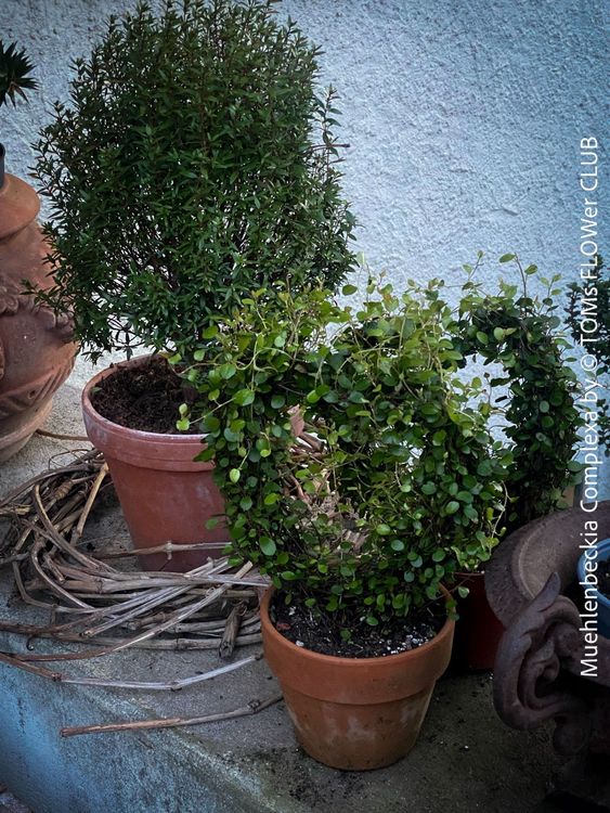 Muehlenbeckia Complexa - in der Herz-Form - immergrün (Neu und originalverpackt) in Adliswil für ...