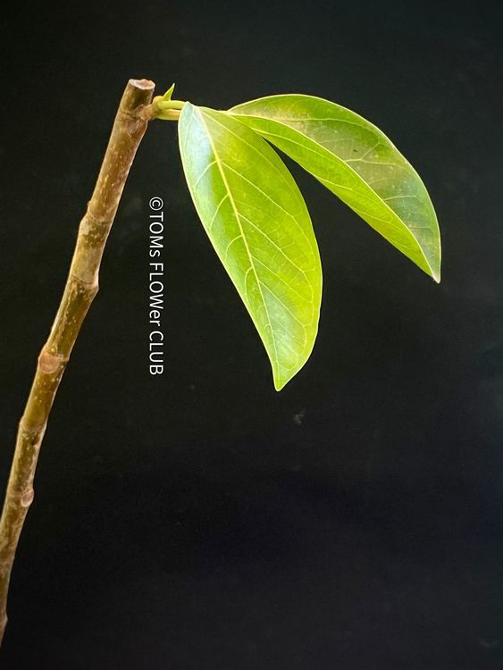 Ficus Altissima Aurea Variegata - STECKLING I (Neu (gemäss Beschreibung)) in Adliswil für CHF 32 ...