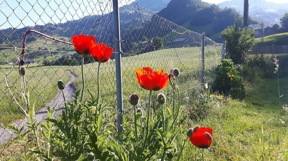 roter grosser Mohn - Samen - 50 Stück | Kaufen auf Ricardo