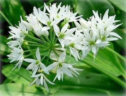 Ail des ours (3 plants) ALLIUM URSINUM (Gebraucht) in Bremblens für CHF 39 – mit Lieferung auf ...