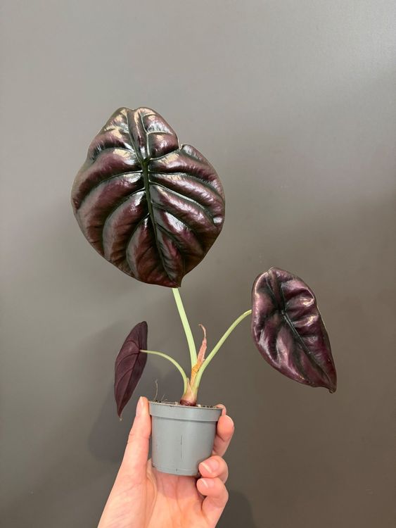 Alocasia Cuprea Red Secret | Kaufen auf Ricardo
