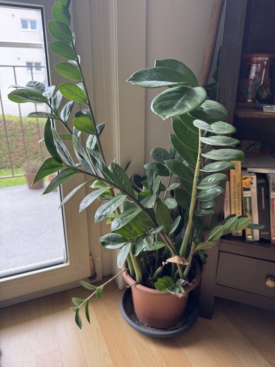 Zamioculcas Zamiifolia - Plante verte d'intérieur robuste. (Neuf (Voir ...