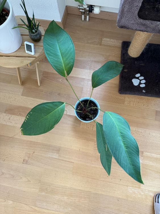 Anthurium microphyllum | Kaufen auf Ricardo