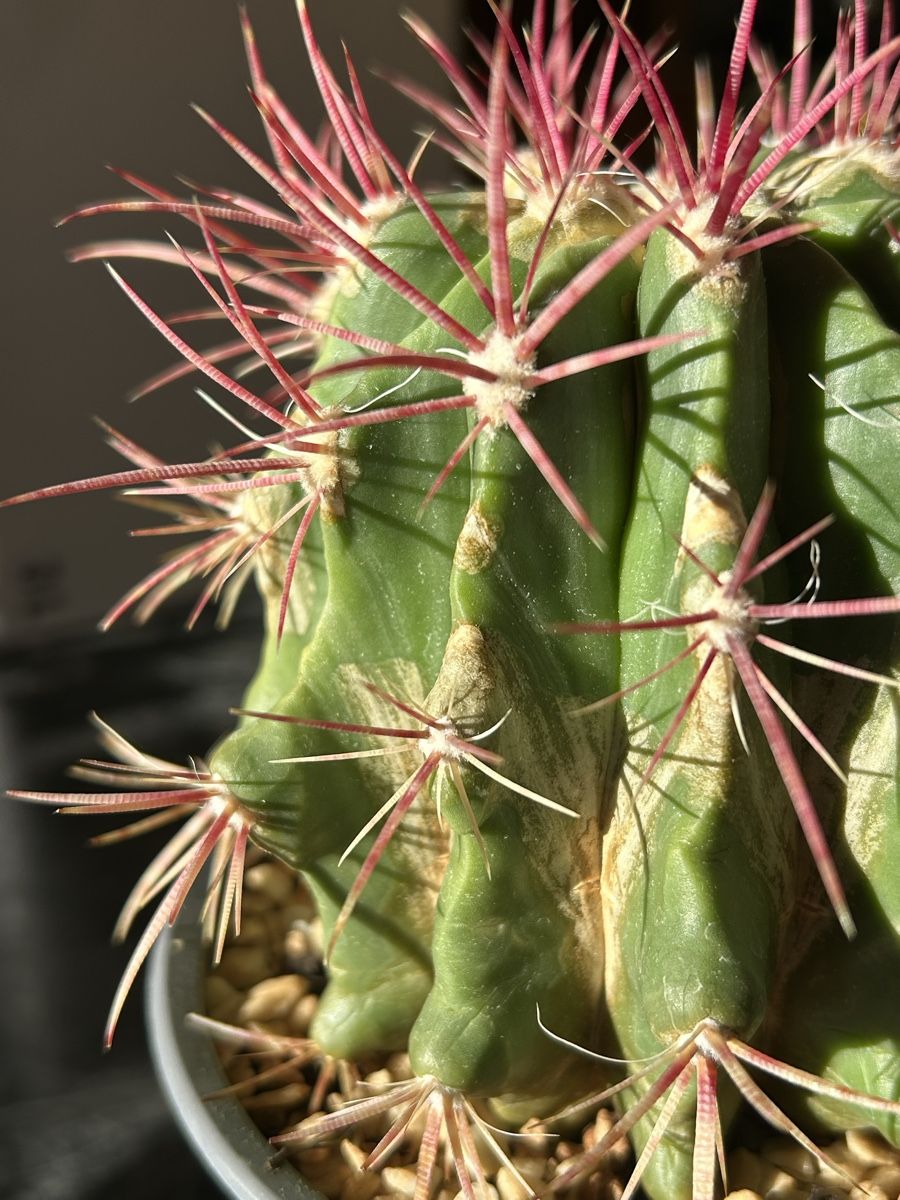 Cactus Biznaga Barril (D'occasion) à Biel/Bienne pour CHF 5 – retrait ...