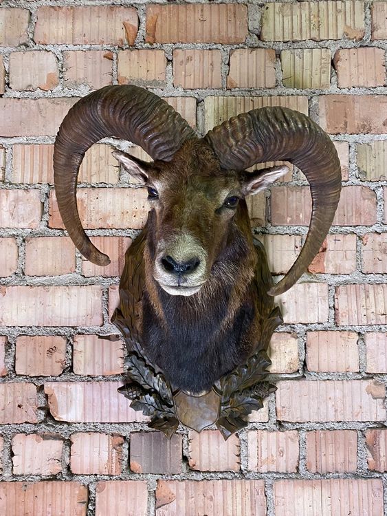 Fine Condition / Large Vintage Mid Century Rams Head Mount (Gebraucht ...