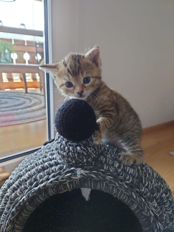 Kuscheliges Katzennest / Tiernest im Tier Design!🐈🧶😻🐾 (Neu und ...