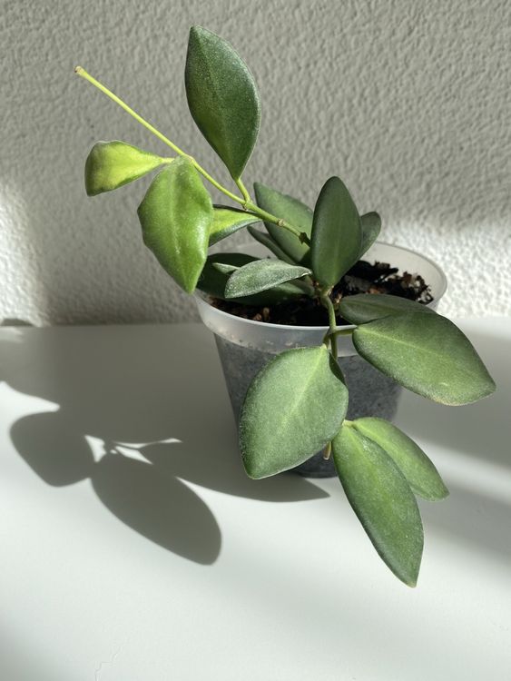 Hoya Bilobata variegata (Gebraucht) in Alchenflüh für CHF 8 – mit ...