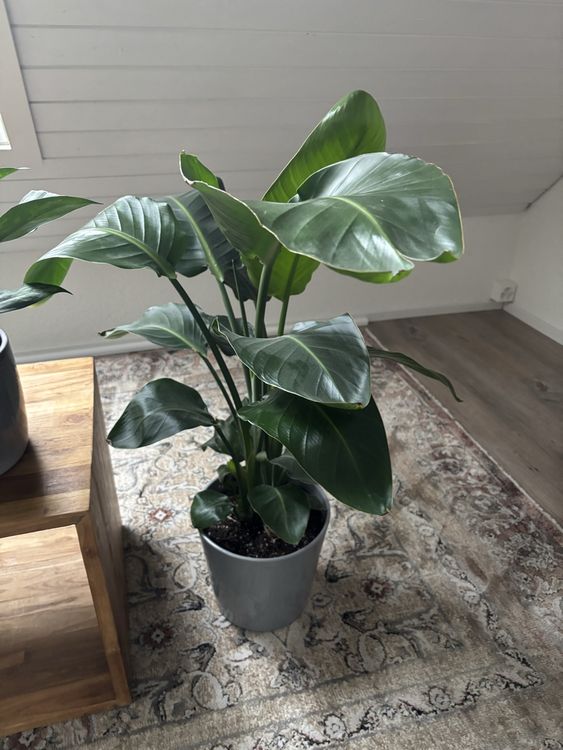 Grosse gesunde Strelitzie / Paradiesvogelblume | Kaufen auf Ricardo