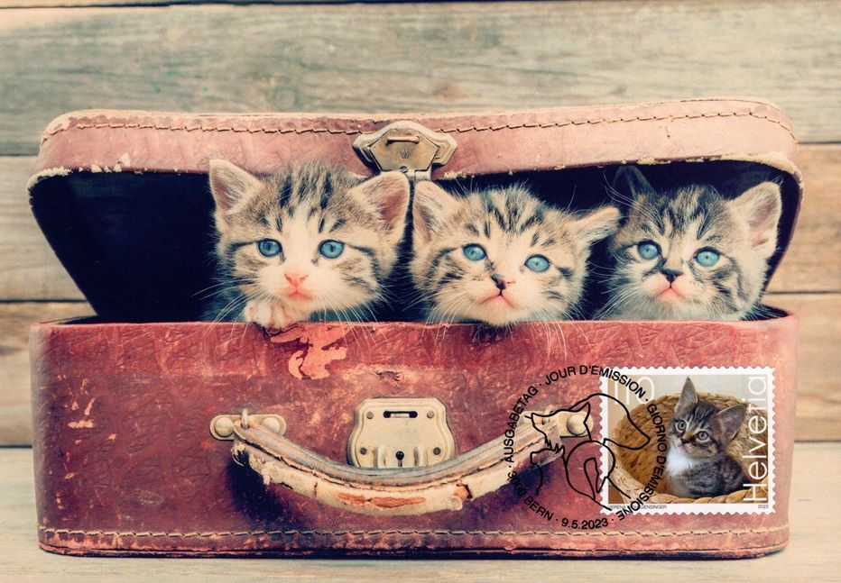 Maximumkarte Süsse Tiere - Katze (Neu (gemäss Beschreibung)) in Dottikon für CHF 8 – mit ...