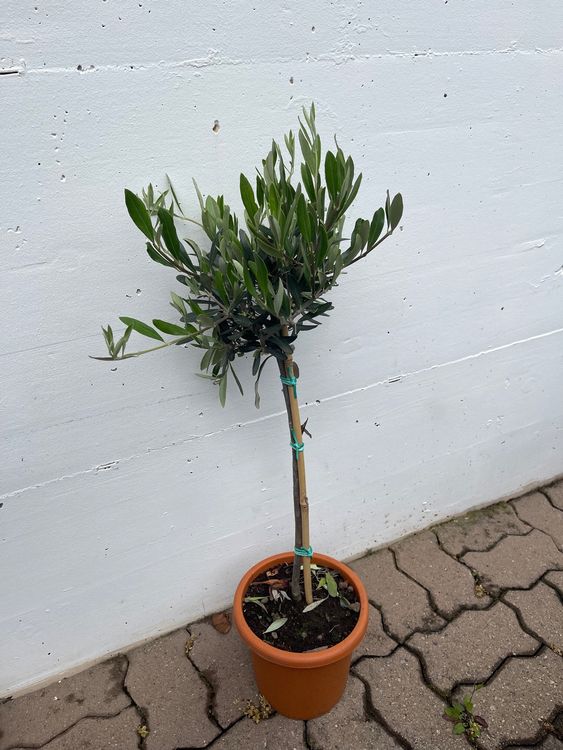 Oliven Baum 3 | Kaufen auf Ricardo
