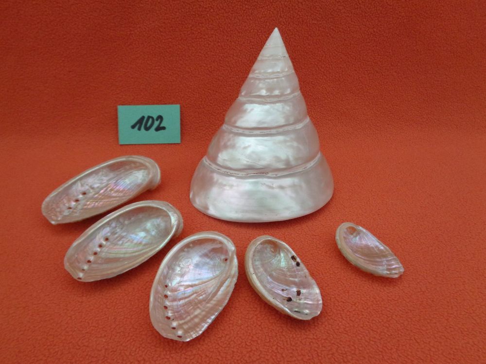 Perlmuttschnecke-Muscheln - 1 Trochus pyramis - 5 Abalone (Gebraucht ...