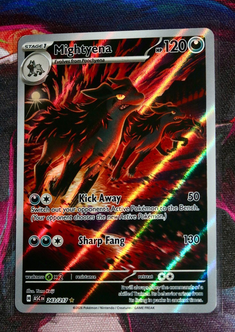 Pokémon Card – Mightyena 243/217 (ASC – Ascended Heroes) (Neu (gemäss ...