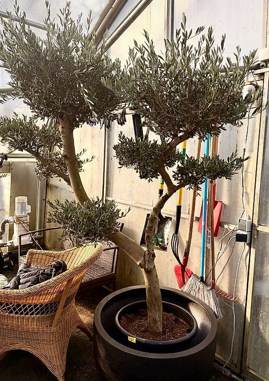 Olivenbaum "Pom-Pom" Gr.XL (Gebraucht) in Zuckenriet für CHF 790 – nur Abholung auf Ricardo kaufen