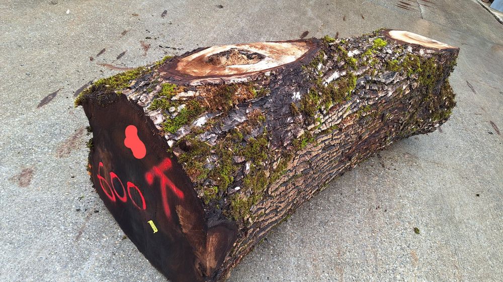 Nussholz Stamm Nuss Holz Nussbaumholz drechseln basteln (Neu (gemäss ...