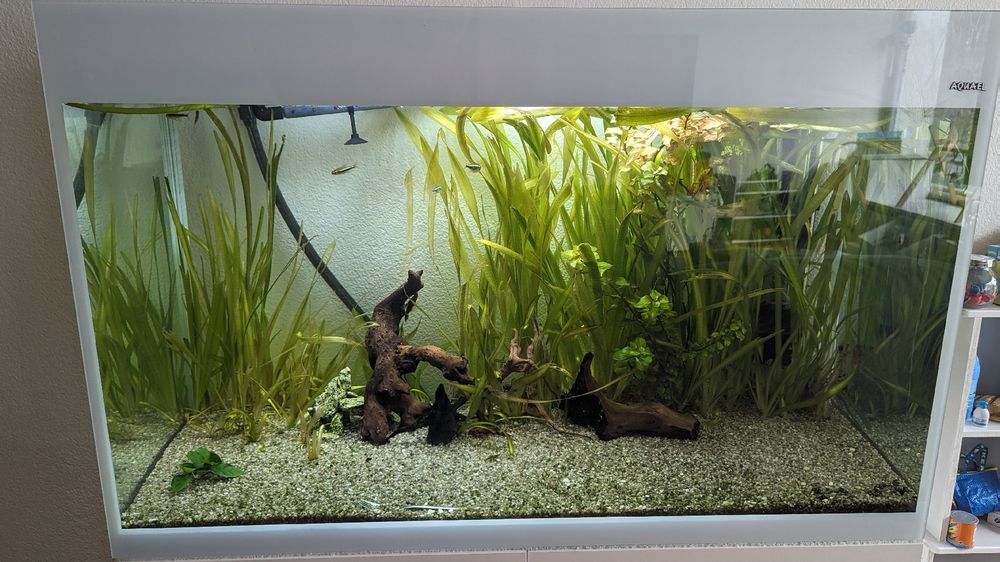 Aquarium 250l | Kaufen auf Ricardo