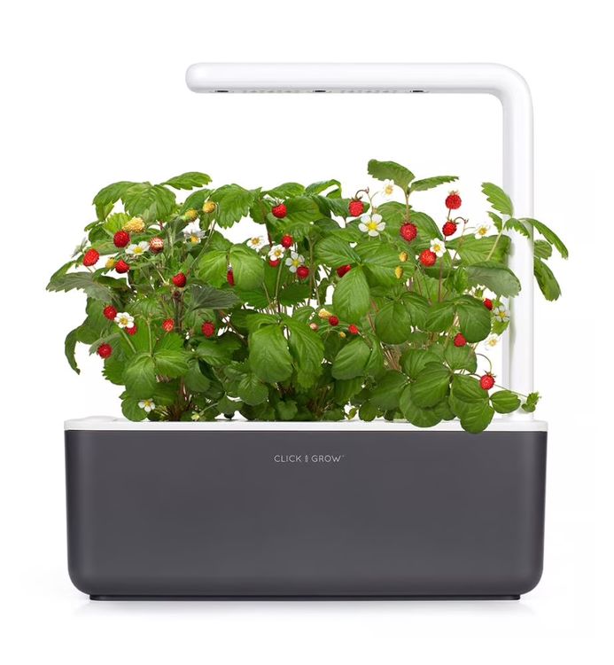 Click & Grow Smart Garden - Indoor Garten | Kaufen auf Ricardo