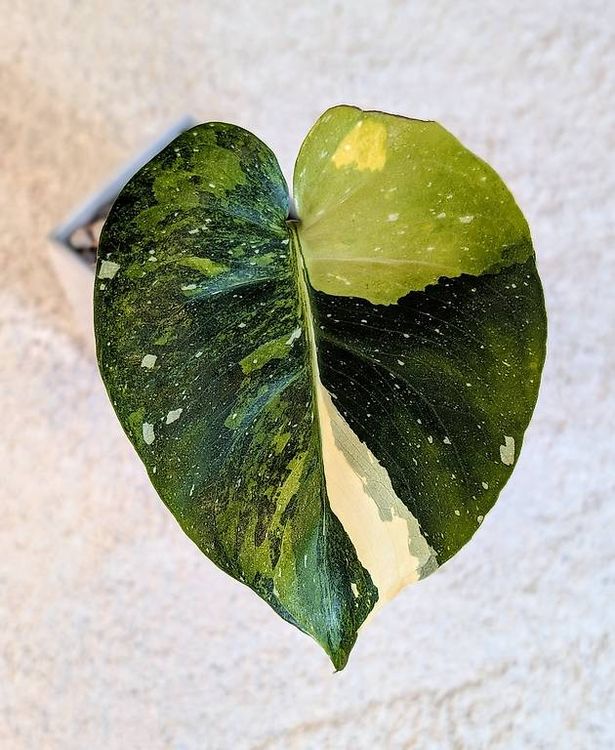 Monstera Thai Constellation Tricolor Variegata (Neu (gemäss ...