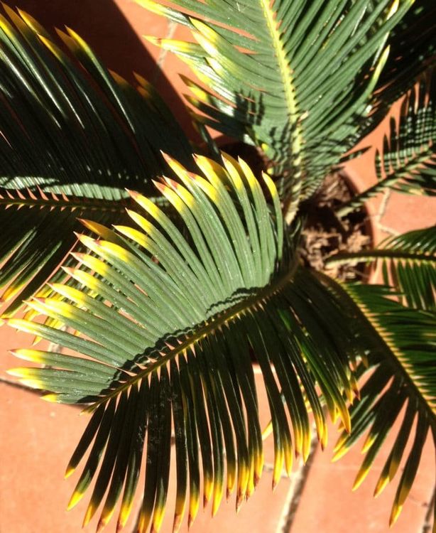 Cycas revoluta cv AUREA VARIEGATA (collection) (Neuf (Voir description ...