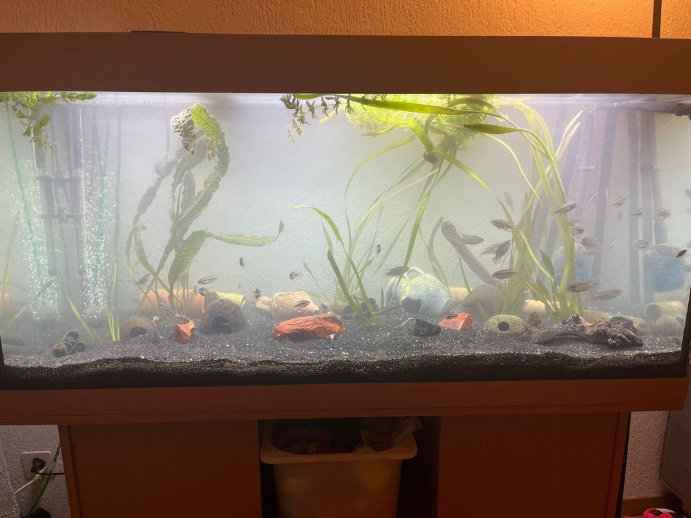 Aquarium komplett | Kaufen auf Ricardo