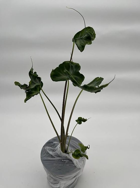 Alocasia Teletubbies - neue Sorte! | Kaufen auf Ricardo