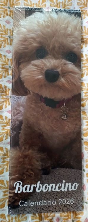 Pudel, Poodle, Barboncino - Kalender 2026 - NEU u. ovp (Neu und ...