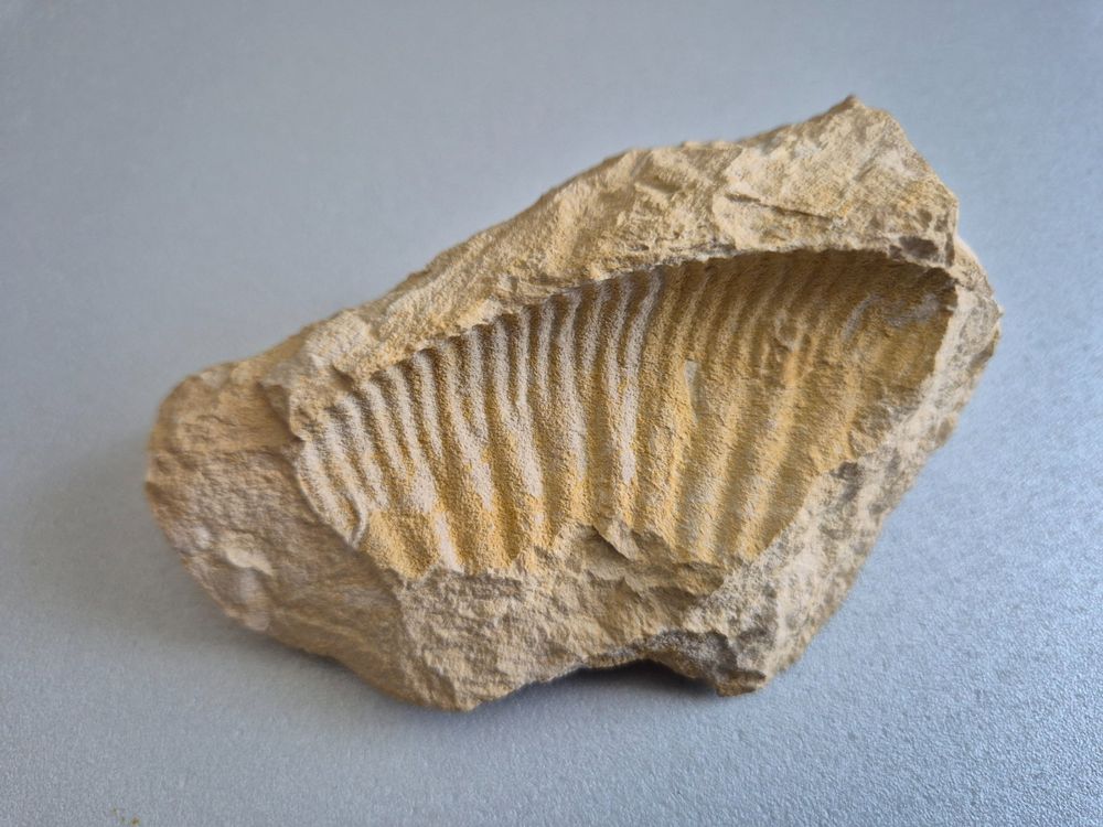 Kalkstein aus dem Schweizer Jura mit Ammonit Abdruck (Gebraucht) in ...
