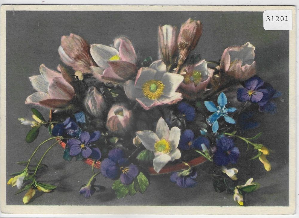 Anemone vernalis - Bergblumen - Litho (Gebraucht) in Ettingen für CHF 2 ...