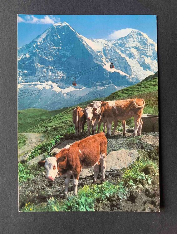 AK Grindelwald Eiger Mönch Kühe auf der Alp (Gebraucht) in Goldau für CHF 1 – mit Lieferung auf ...